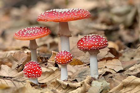 What Are the Side Effects of a Biotoxin Binder? - Clinical Nutrition ...