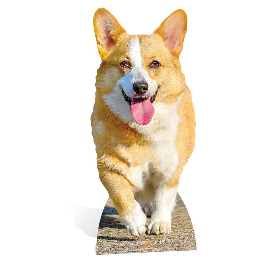 Corgi Dog Lifesized Cardboard Cutout Standee Stand Up Standee corgi-dog-lifesized-cardboard-cutout-standee-stand-up-standee