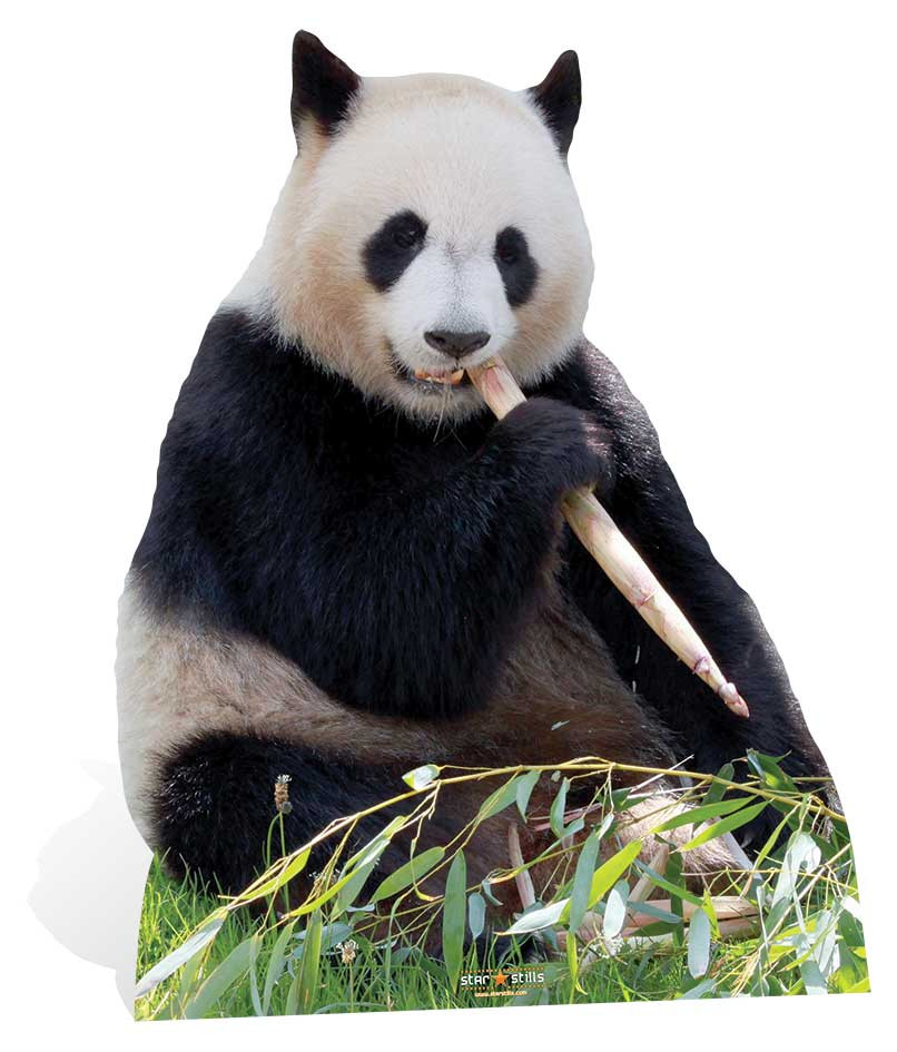 panda standing up