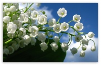 Scent of Lithuania - enjoy the amber, tree moss, cedar, sandalwood ...