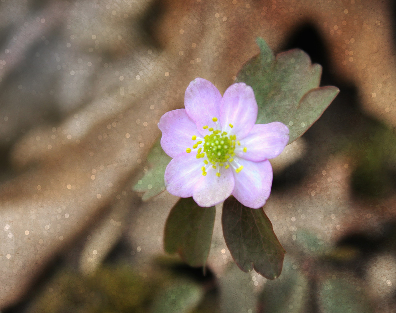 Early Forest Bloom - Wild Oak Gallery