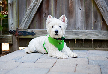 Paws Pet Boutique, Naples Dog Shop, Unique Dog Collars