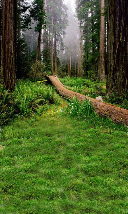Photo Pie | Forest Meadow Backdrop