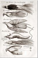 Birds of Paradise: "Birds of Perpetual Flight"? - History Revisited ...
