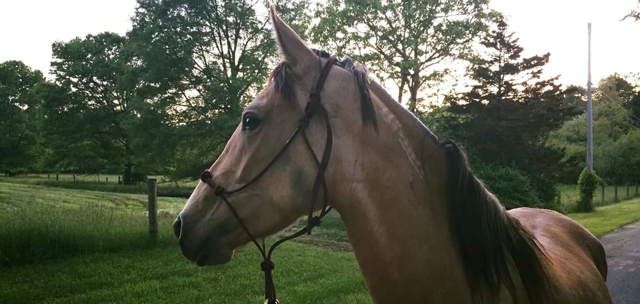 Knotty Girlz Natural Horsemanship Rope Tack