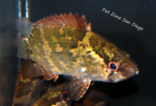 Asian Leaf Fish - Pet Zone Tropical Fish - San Diego, California