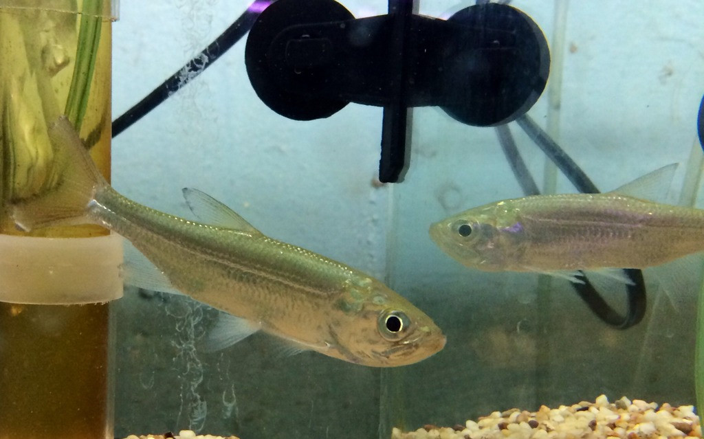 Indo Pacific Tarpon Fish – Megalops Cyprinoides – Pet Zone Tropical Fish