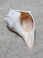 Atlantic Whelk Seashell - Medium to Large Shells - California Seashell ...