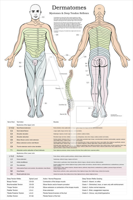 Dermatomes and Myotomes Poster - Clinical Charts and Supplies