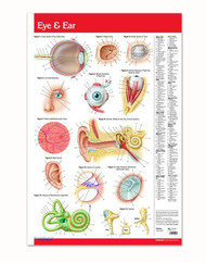 Ear Nose and Throat Poster ENT - Clinical Charts and Supplies