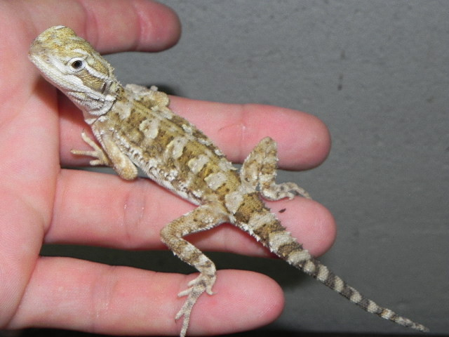 Rankins Dragon for Sale