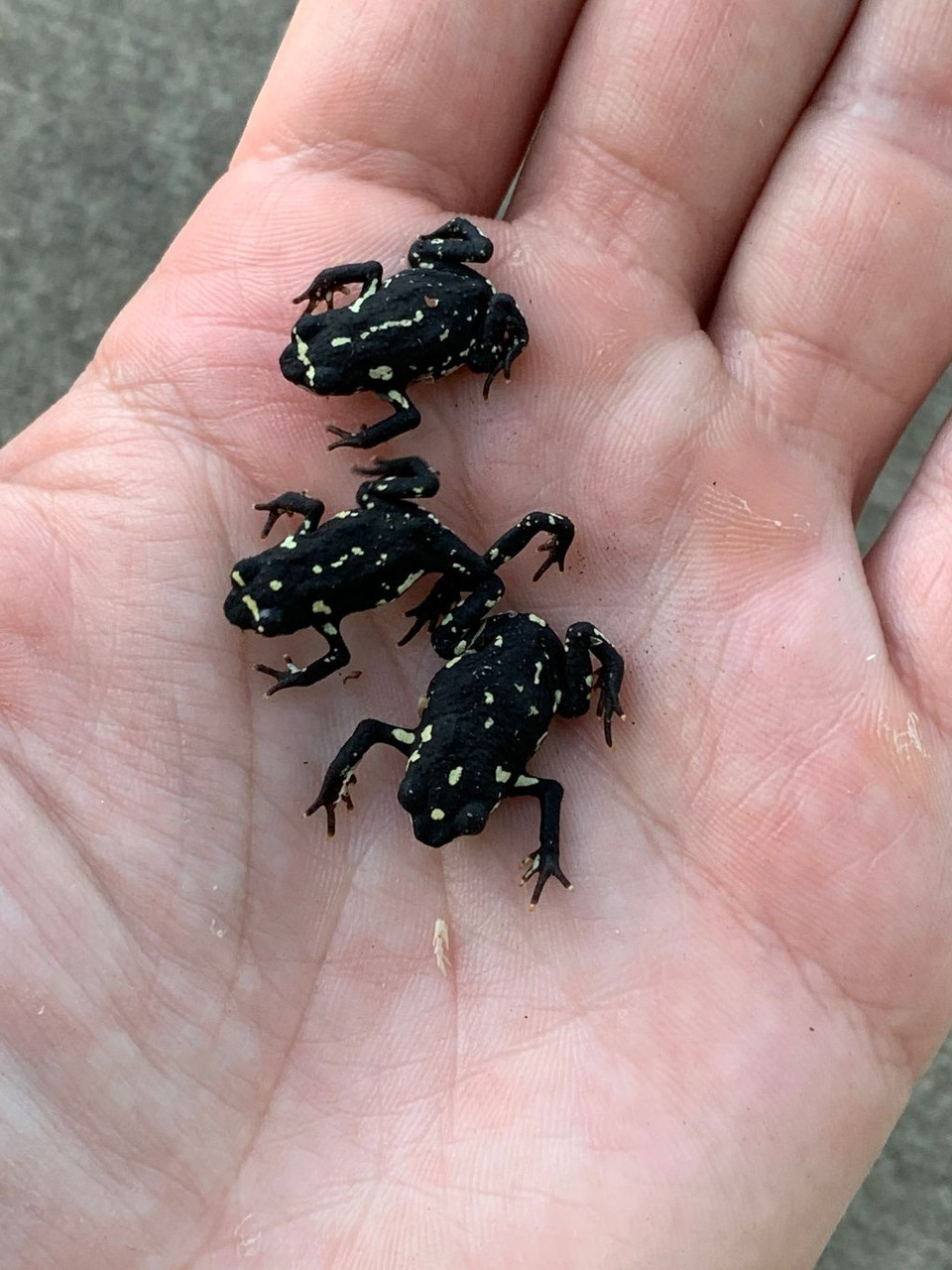 Bumblebee Toads for sale | Snakes at Sunset