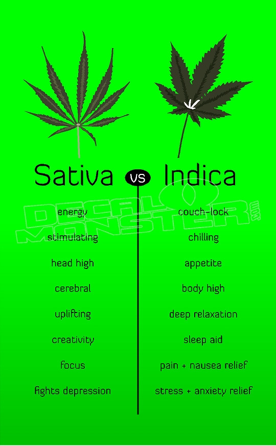 Marijuana Weed Sativa vs Indica Informative Decal Sticker ...