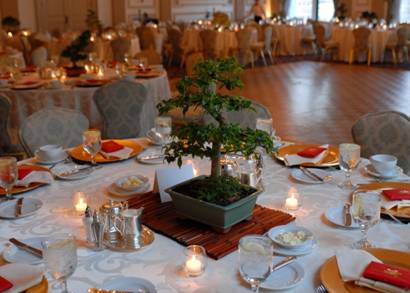 Four Ways Bonsai Trees Are Great For Weddings - Bonsai Outlet