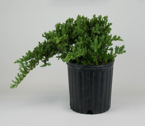 Bonsai Tree | Bamboo Plants | Indoor, Outdoor | Pots and Tools