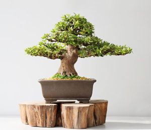 Bonsai Tree | Bamboo Plants | Indoor, Outdoor | Pots and Tools