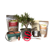 Indoor Bonsai Tree for Beginners | Great for Corporate Gifts | Bonsai ...