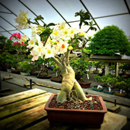 Quality Bonsai Trees & Supplies | 100,000+ Trees Shipped