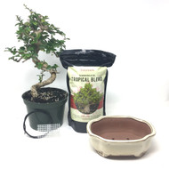 Indoor Bonsai Tree for Beginners | Great for Corporate Gifts | Bonsai ...