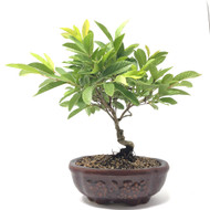 Beginner Bonsai Trees | Bonsai Outlet