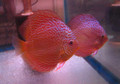 Mac's Discus Fish For Sale - Free Shipping & Live Arrival Guarantee!