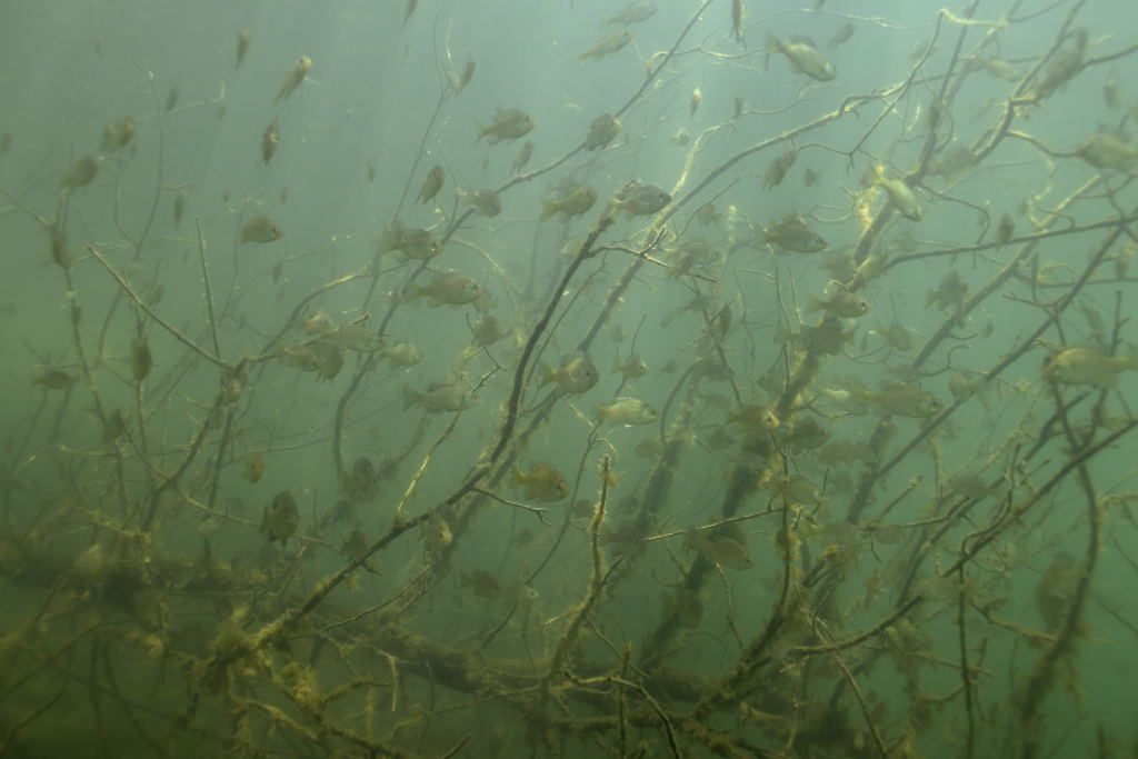 Artificial fish habitat or fish attractors, which do the fish need and ...