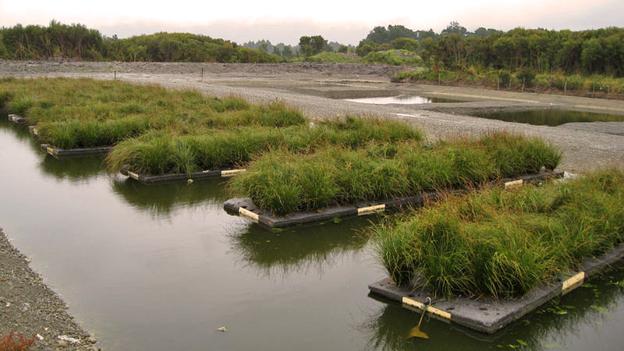Nature’s water purifiers help clean up lakes-Floating Islands ...