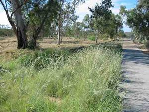 Australian Native Lemon Grass