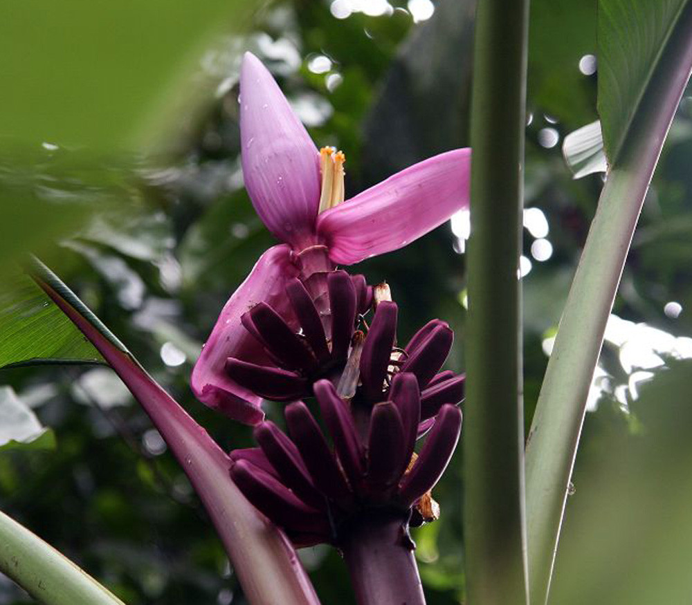 Musa violacea - Violet Banana - Seeds