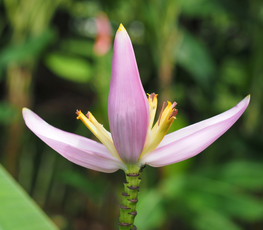 Musa ornata - Bronze Banana - Seeds