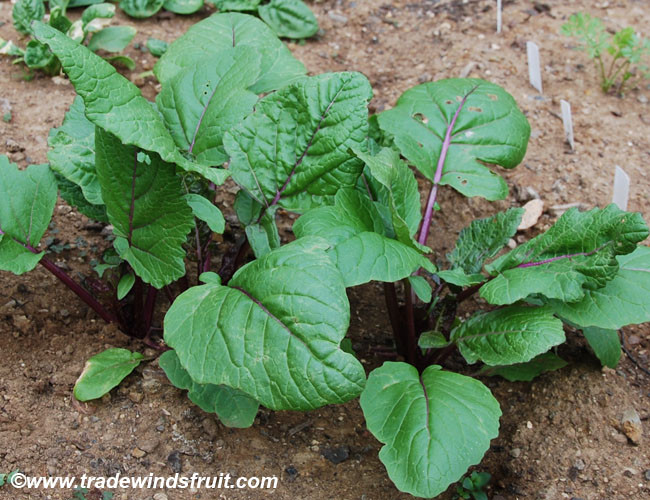 Red Stem Choy Sum Seeds