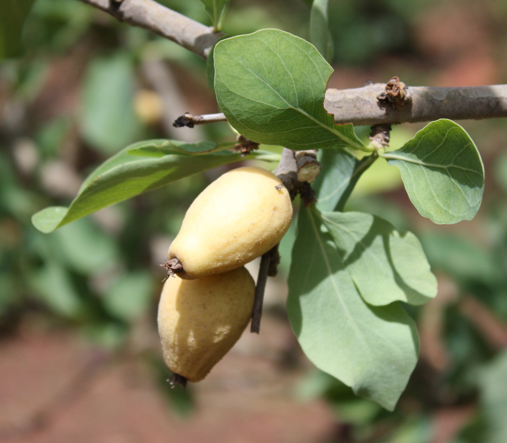 Gardenia erubescens - West African Gardenia - Seeds