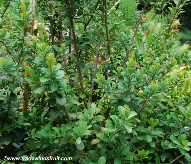 Mimusops obovata - Coastal Red Milkwood - Seeds