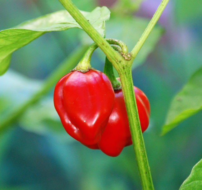 Antillais Caribbean Habanero Pepper Seeds