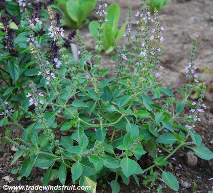 Ocimum basilicum - Basil, Blue Spice - Seeds