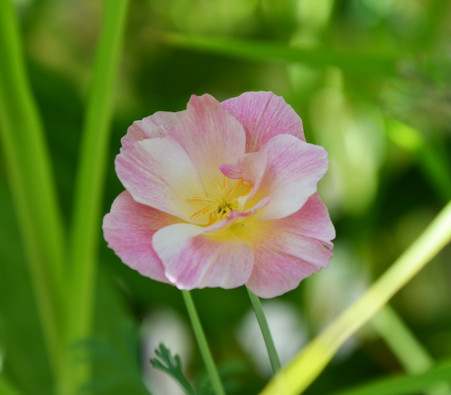 Eschscholzia californica - California Poppy, Rosa Romantica - Seeds