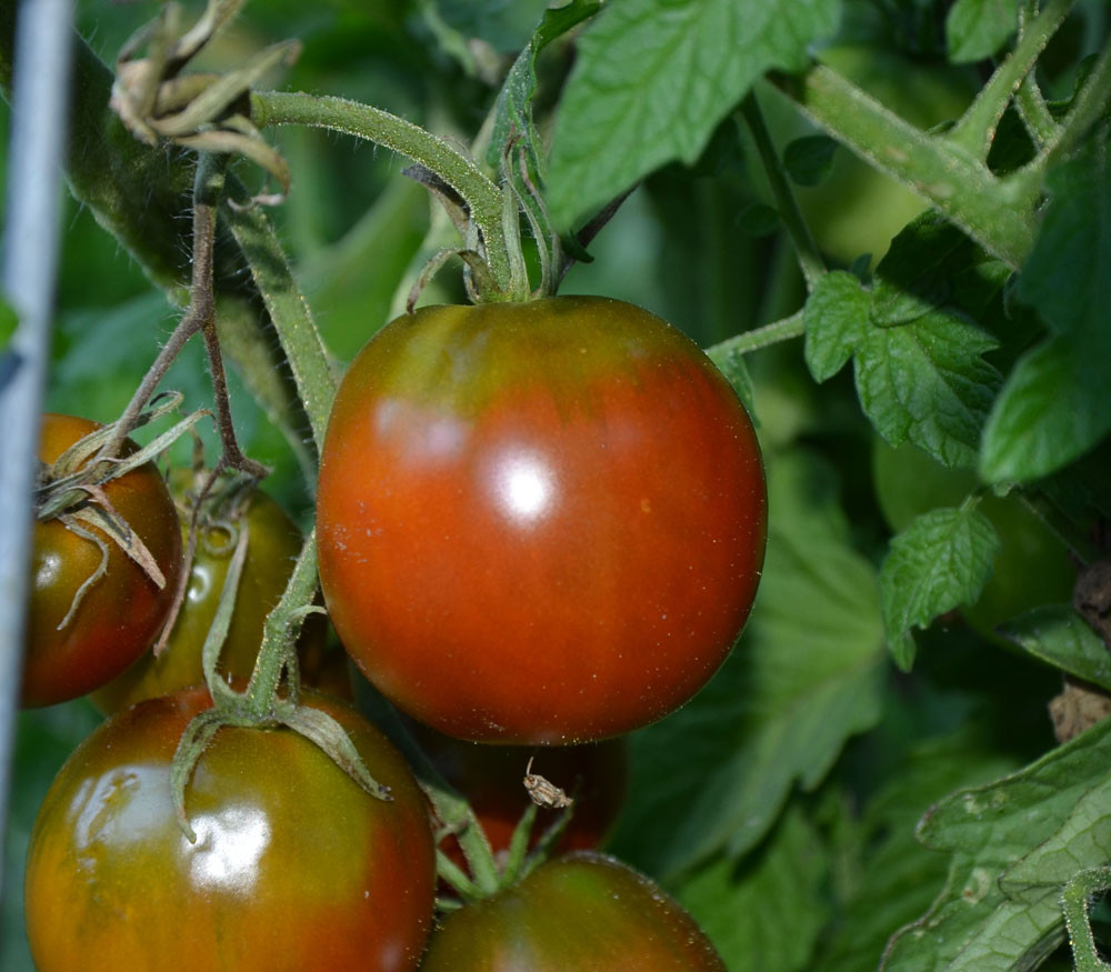 Black Apple Tomato Seeds