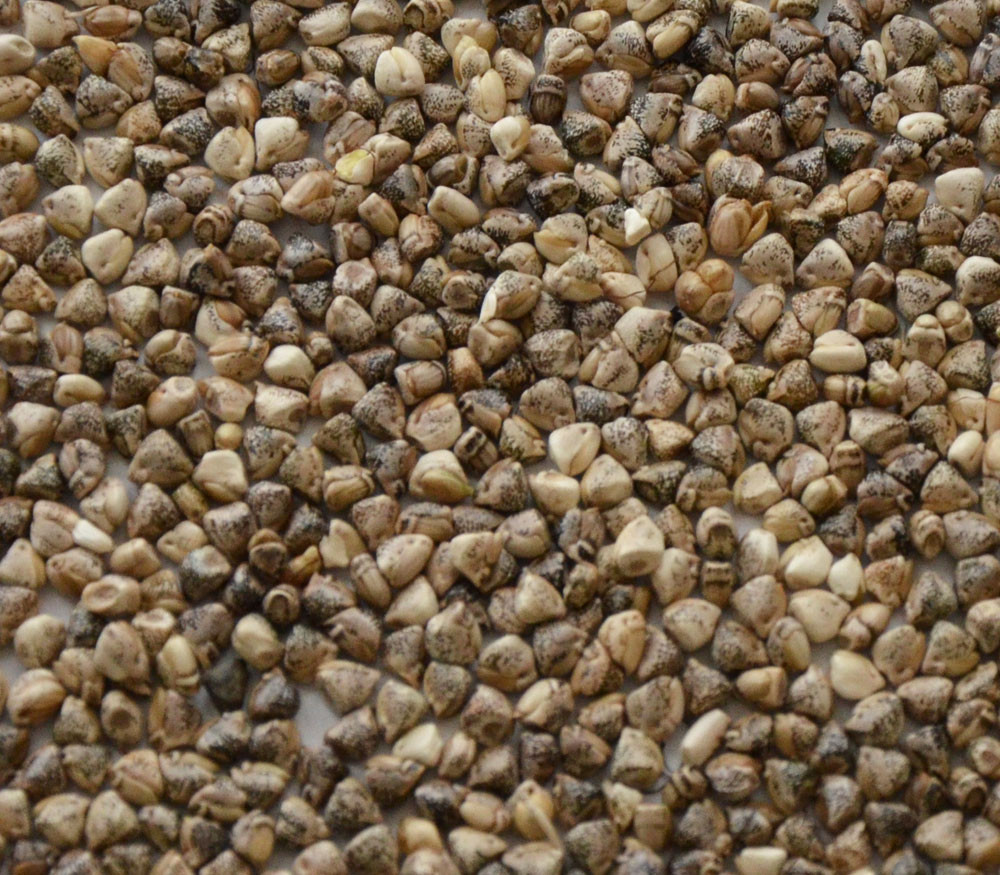 Teosinte Seeds