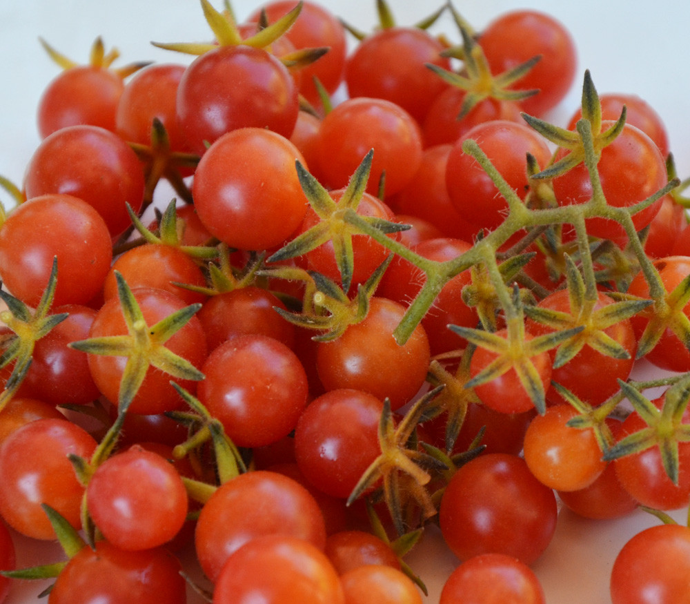 Pink Currant Tomato Seeds