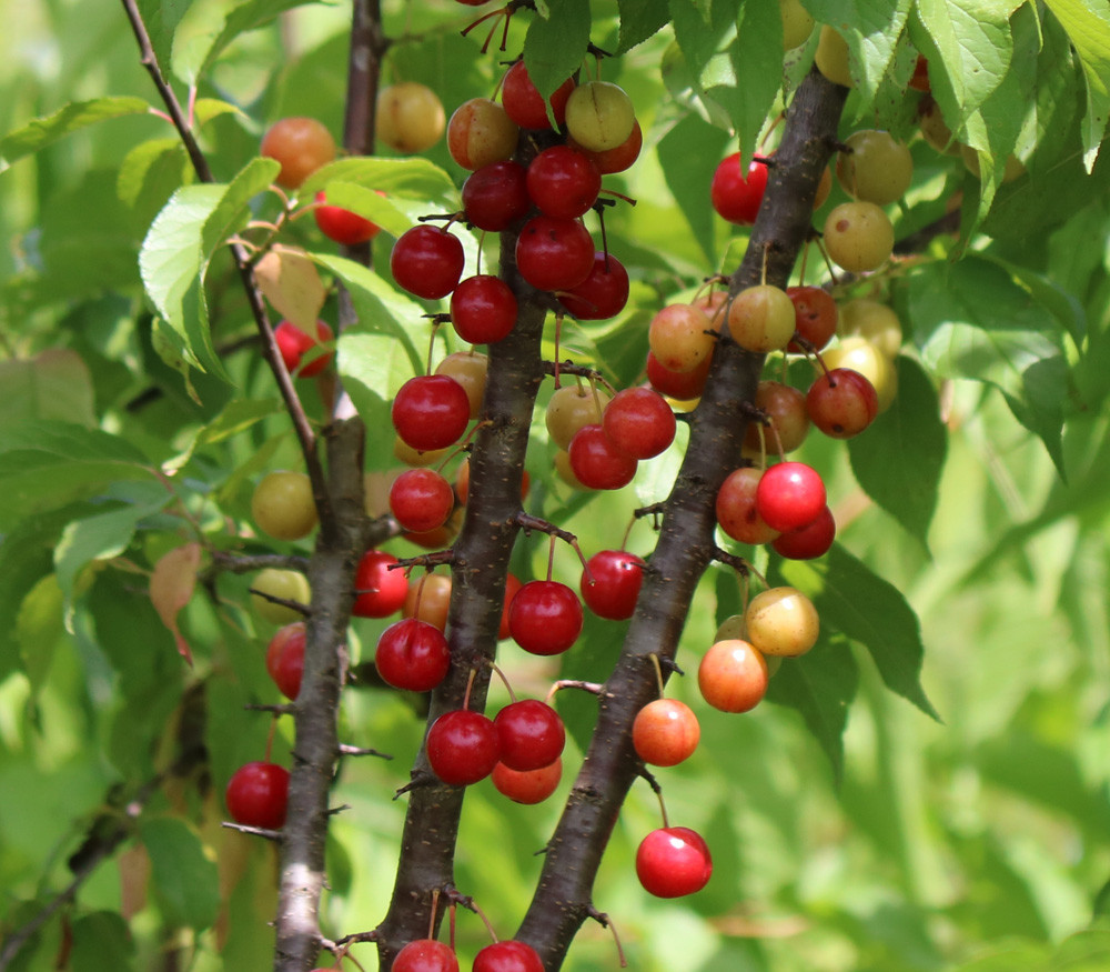 Prunus angustifolia - Cherokee Plum - Seeds