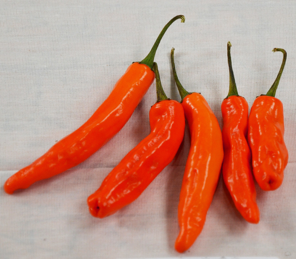 Datil Pepper, Red Seeds