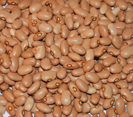 Red Swan Bean Seeds