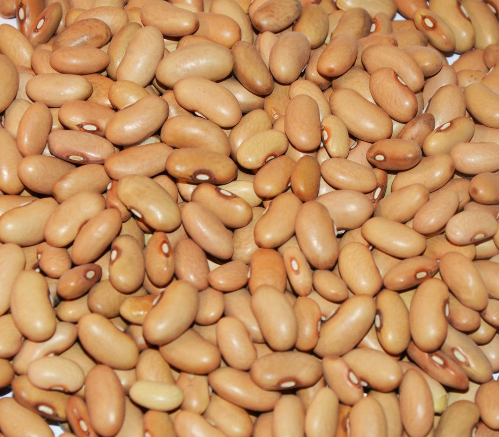 Bountiful Bean Seeds