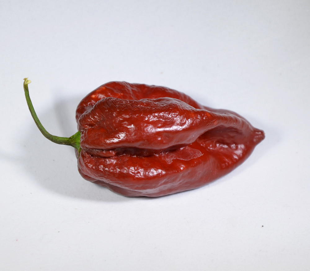 Bahamian Beast Chocolate Pepper Seeds