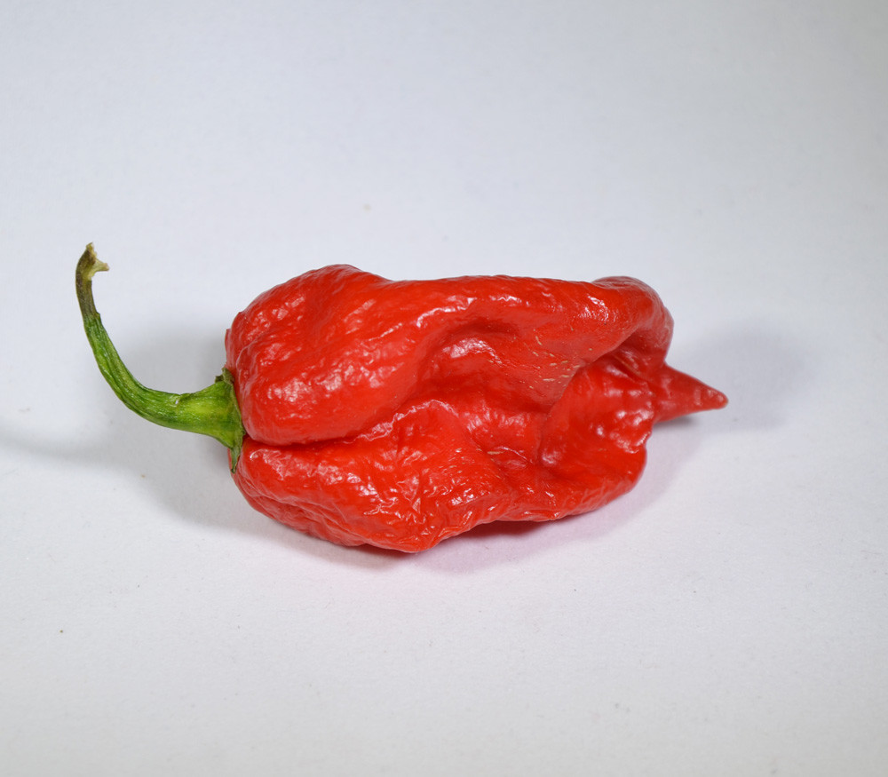 Raja Mirchi Pepper Seeds