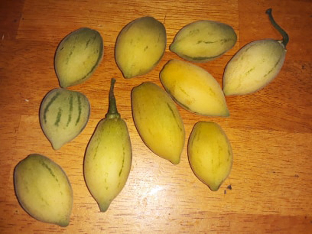 Cyphomandra corymbiflora - Hardy Tamarillo - Seeds