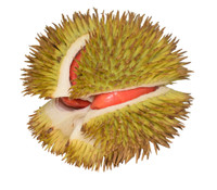 Durio dulcis - Red Durian - Seeds