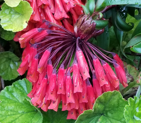 Bomarea multiflora - Climbing Bomarea - Seeds