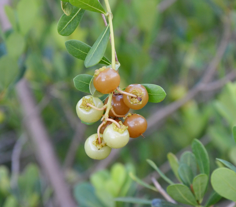 Byrsonima lucida - Locust Berry - Seeds
