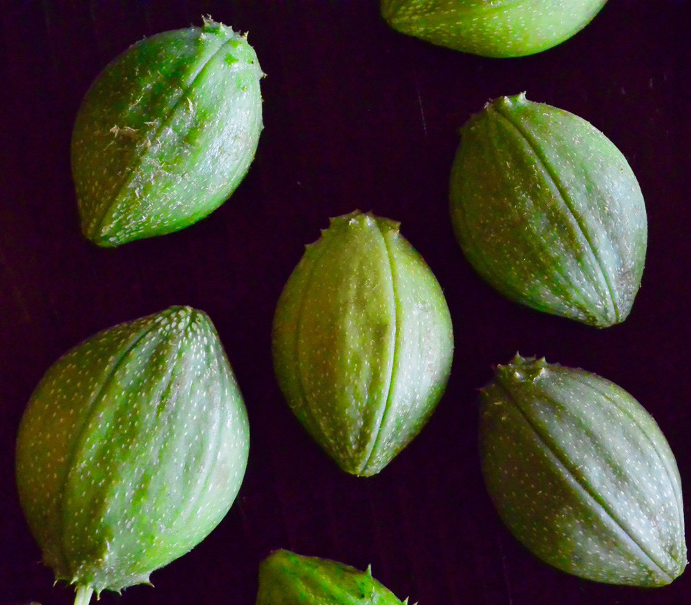 Sechium tacaco - Tacaco - Seeds